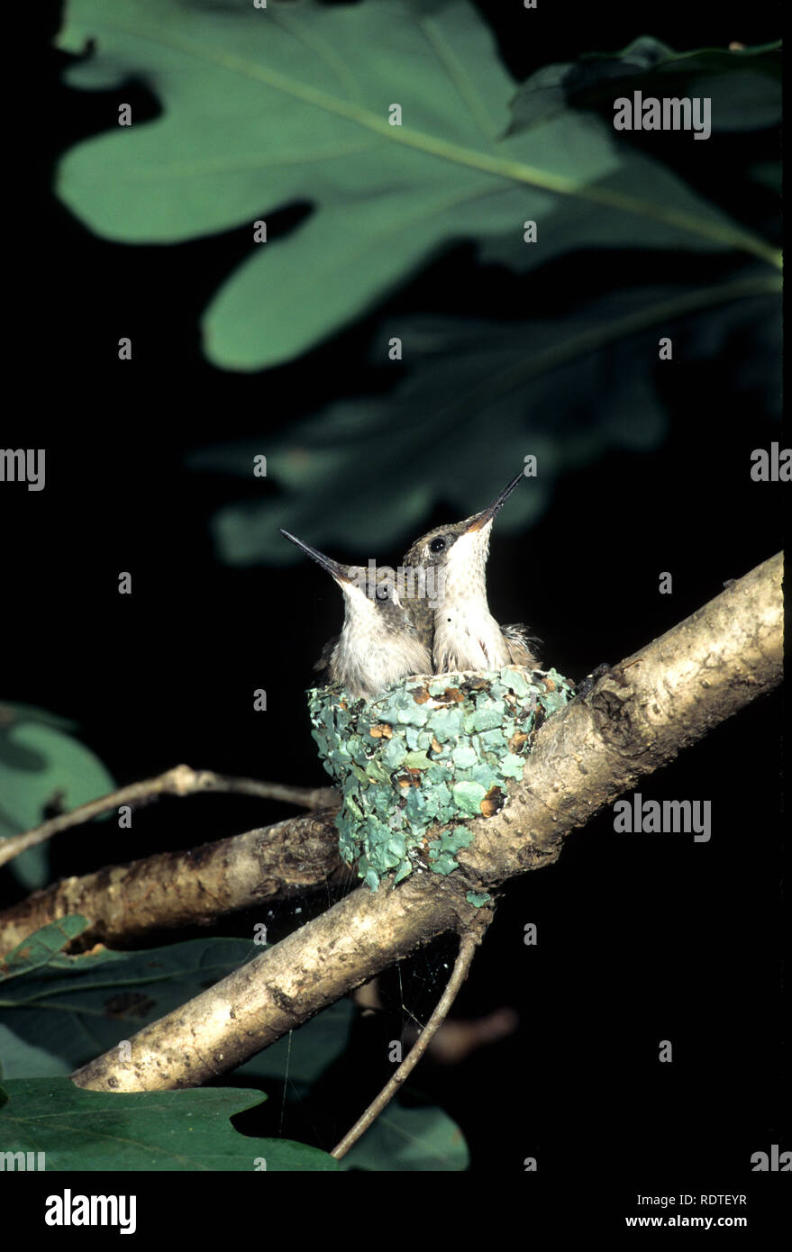 Ruby throated hummingbird nest hi-res stock photography and images - Alamy