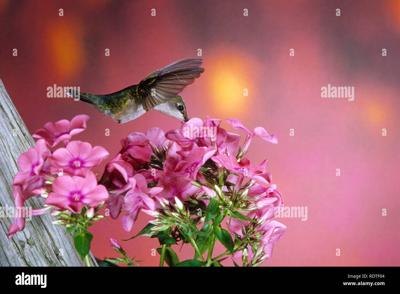 Hummingbird egg hi-res stock photography and images - Alamy