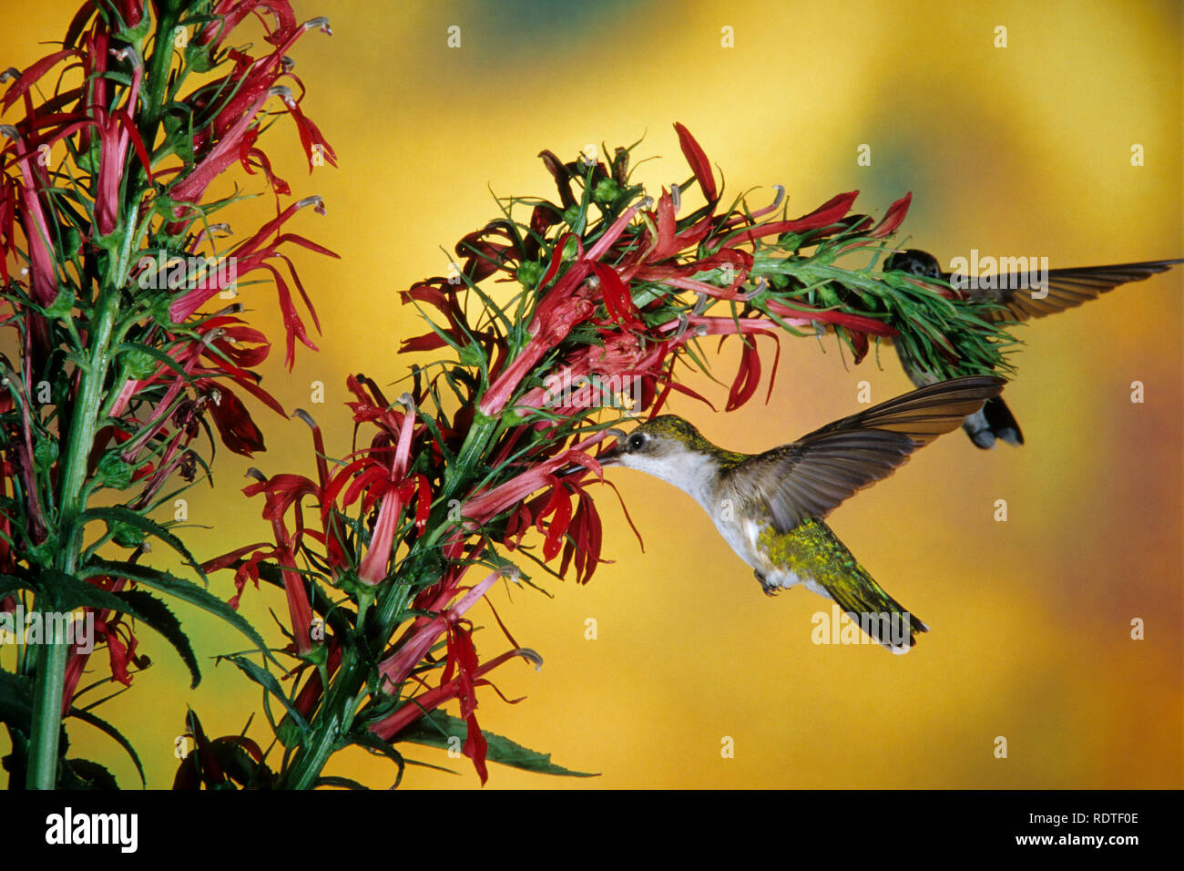 Cardinal Flower Hummingbird