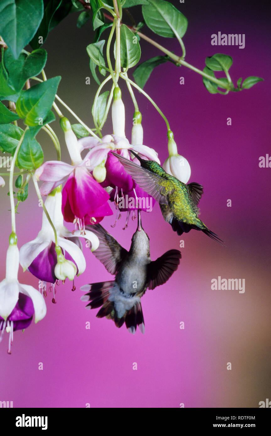 01162-06918 Ruby-throated Hummingbird (Archilochus colubris) female ...