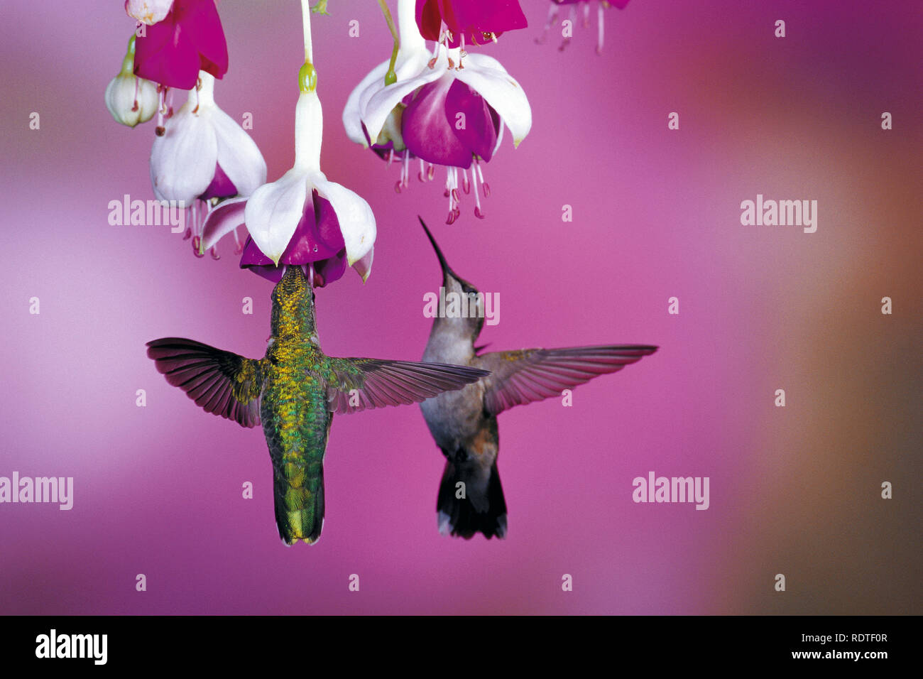 Ruby throated hummingbird two females on hybrid fuchsia in shelb hi-res ...