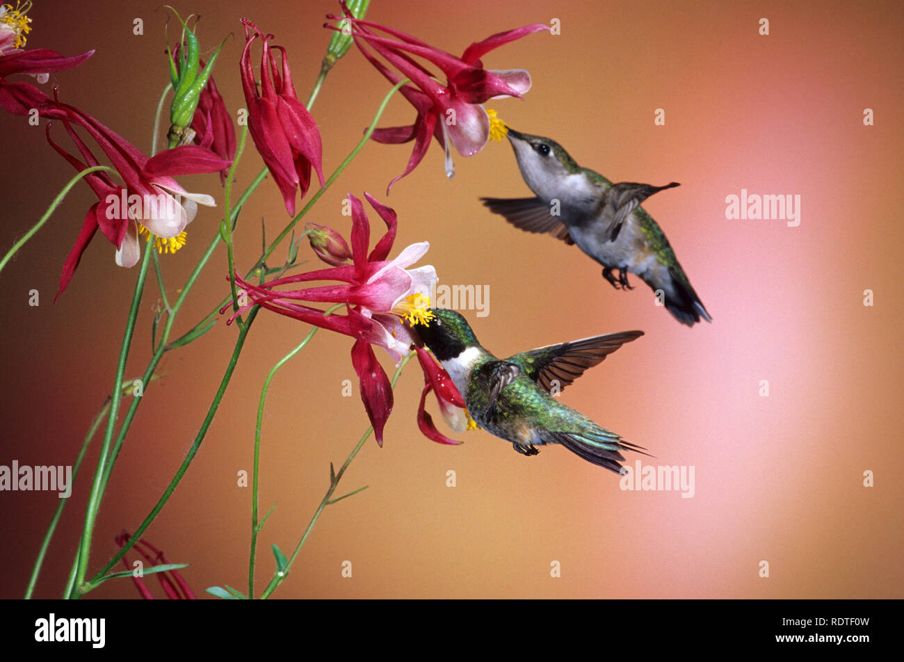 01162 07017 hi-res stock photography and images - Alamy