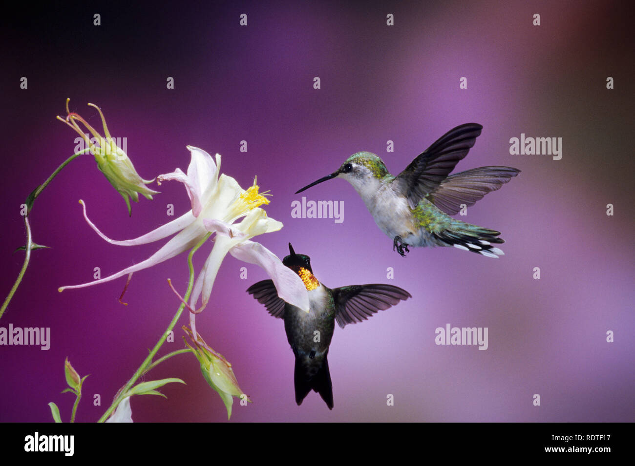 01162-07714 Ruby-throated Hummingbirds (Archilochus colubris) male ...