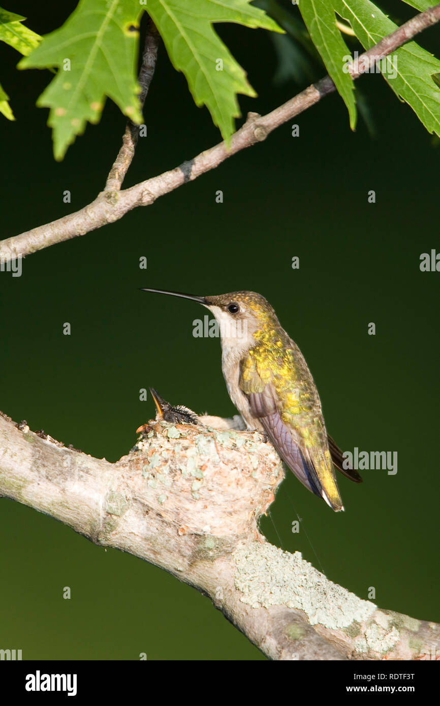 01162-120.12 Ruby-throated Hummingbird (Archilochus colubris) female at ...