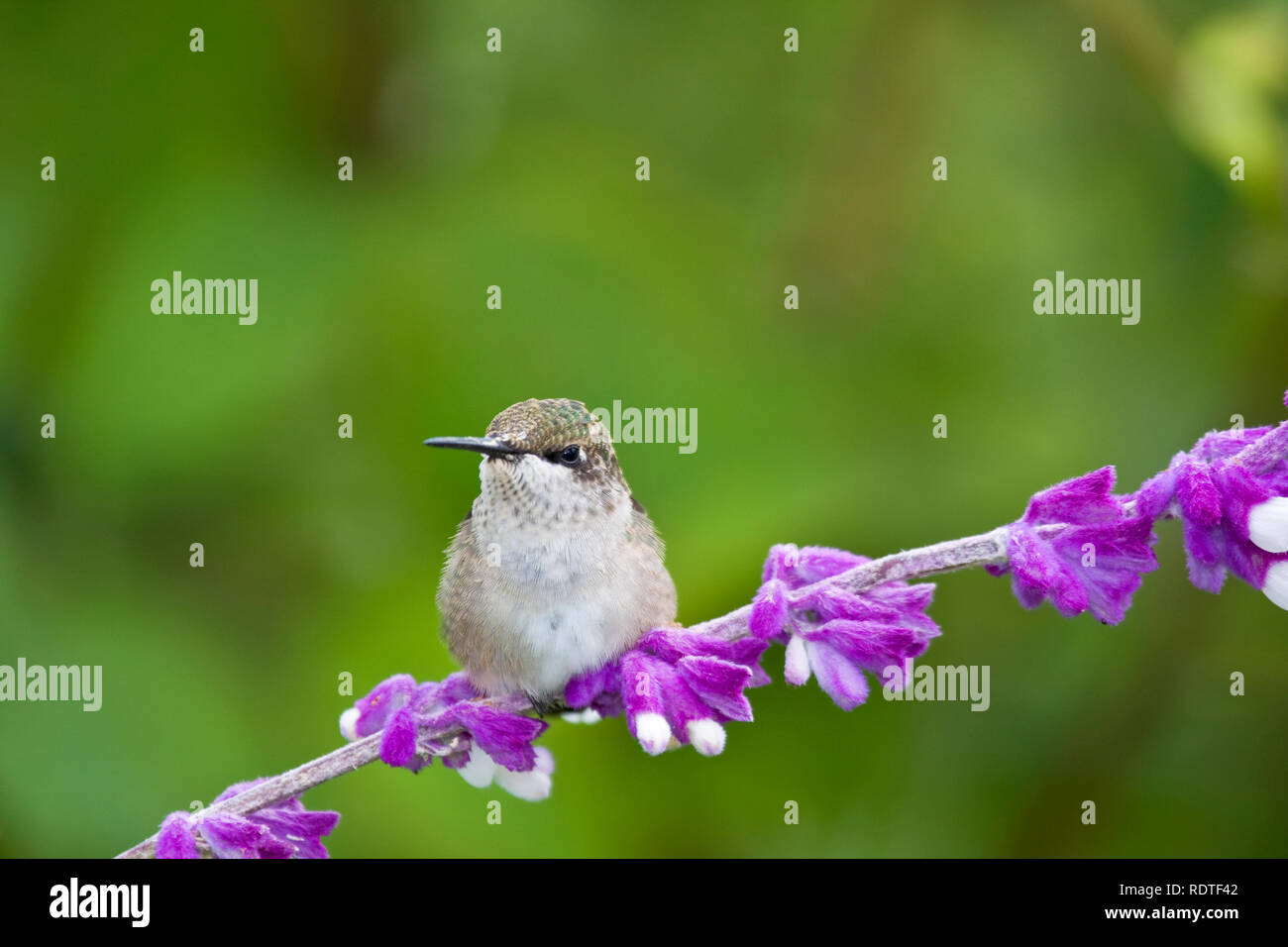01162-12310 Ruby-throated Hummingbird (Archilochus colubris) immature ...