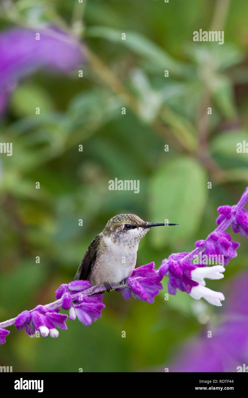 01162 12409 hi-res stock photography and images - Alamy