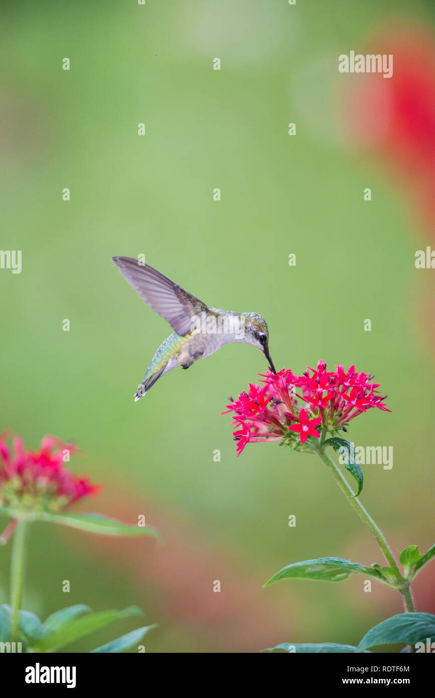 13609 hi-res stock photography and images - Alamy