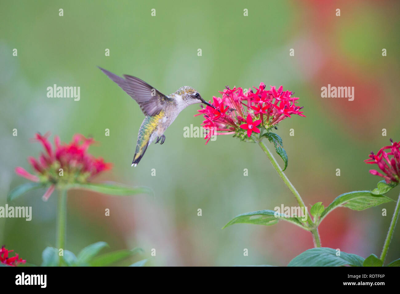 01162 hi-res stock photography and images - Alamy