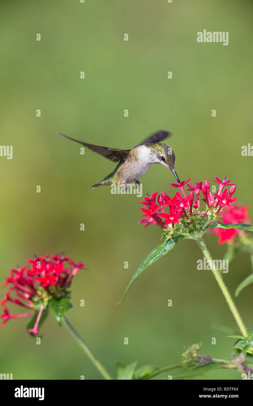 01162 hi-res stock photography and images - Alamy