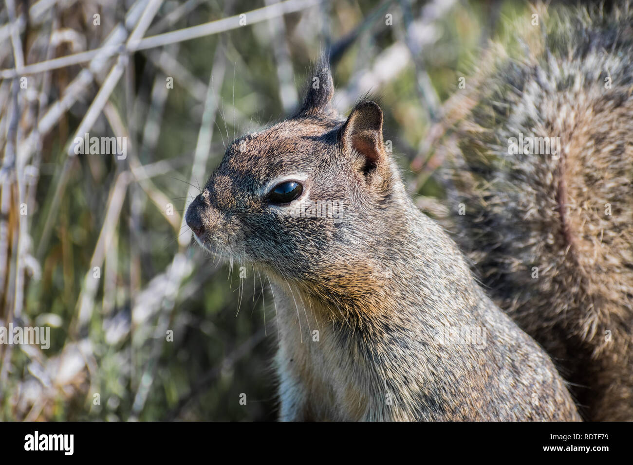 Close up of young ground squirrel, Shoreline Lake and Park, Mountain ...