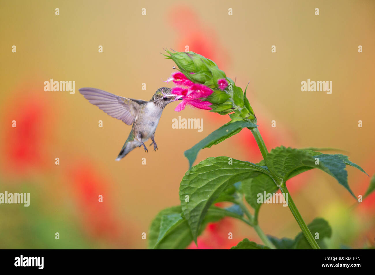 01162-13809 Ruby-throated Hummingbird (Archilochus colubris) at Salvia ...