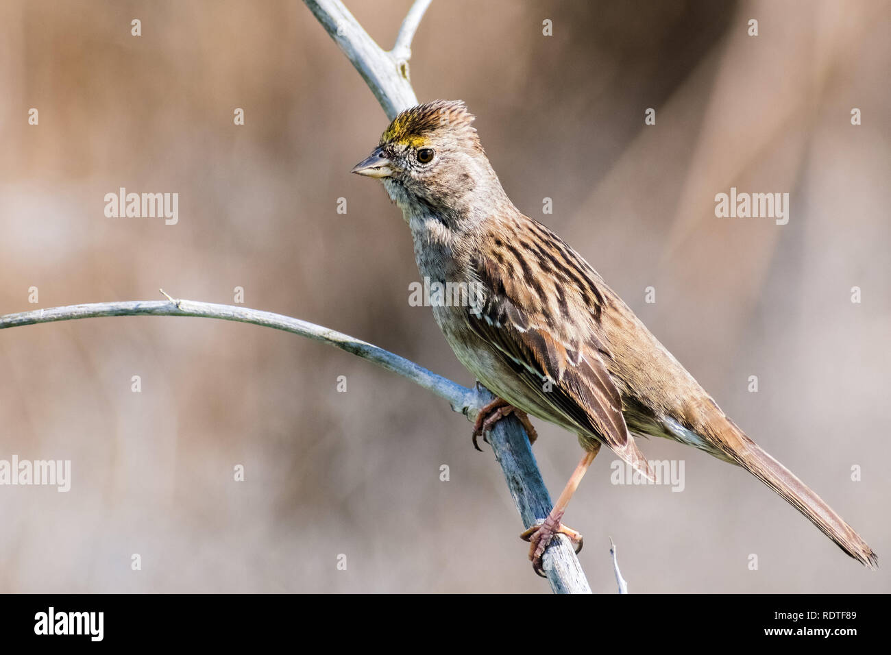 Close up of young Golden-crowned sparrow (Zonotrichia atricapilla ...