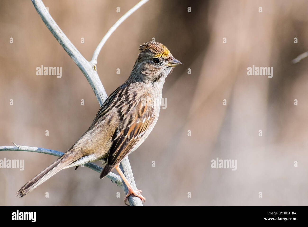 Close up of young Golden-crowned sparrow (Zonotrichia atricapilla ...