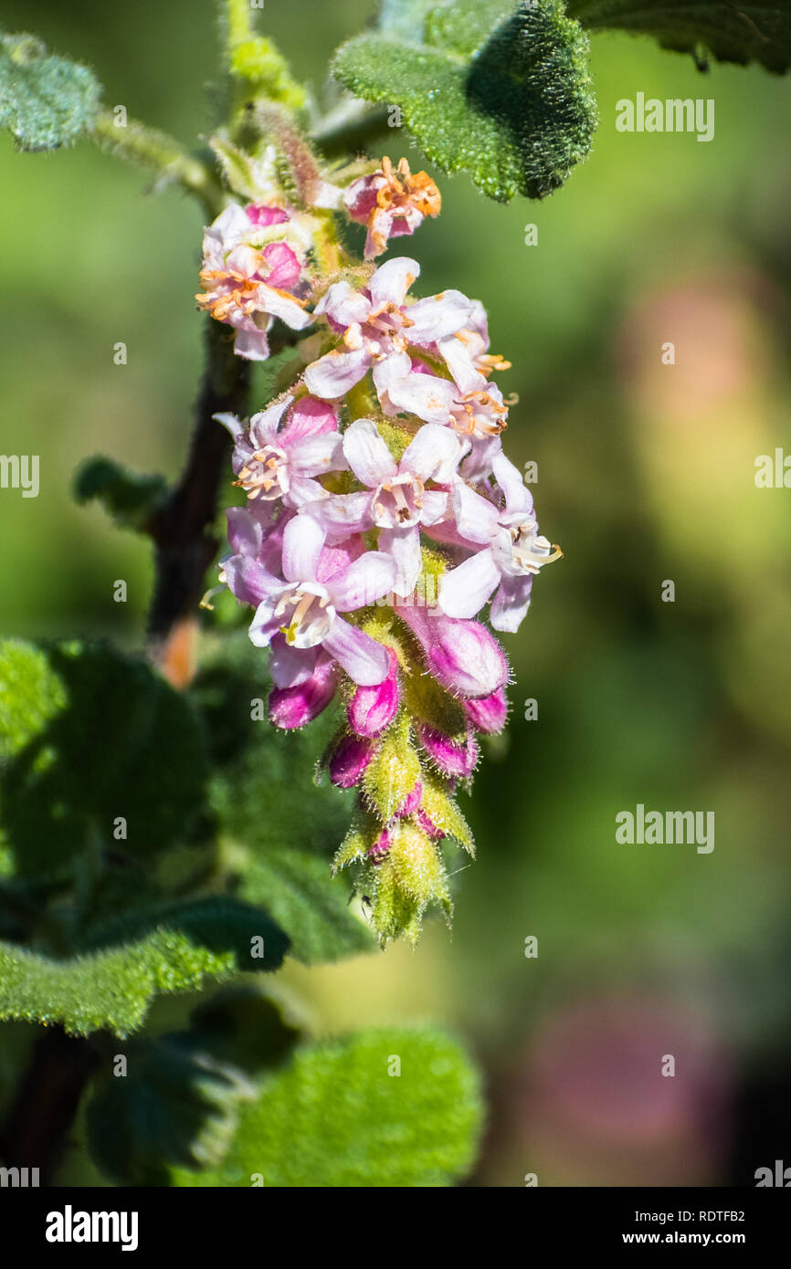 Ribes malvaceum (Chaparral Currant), San Francisco bay area, California ...