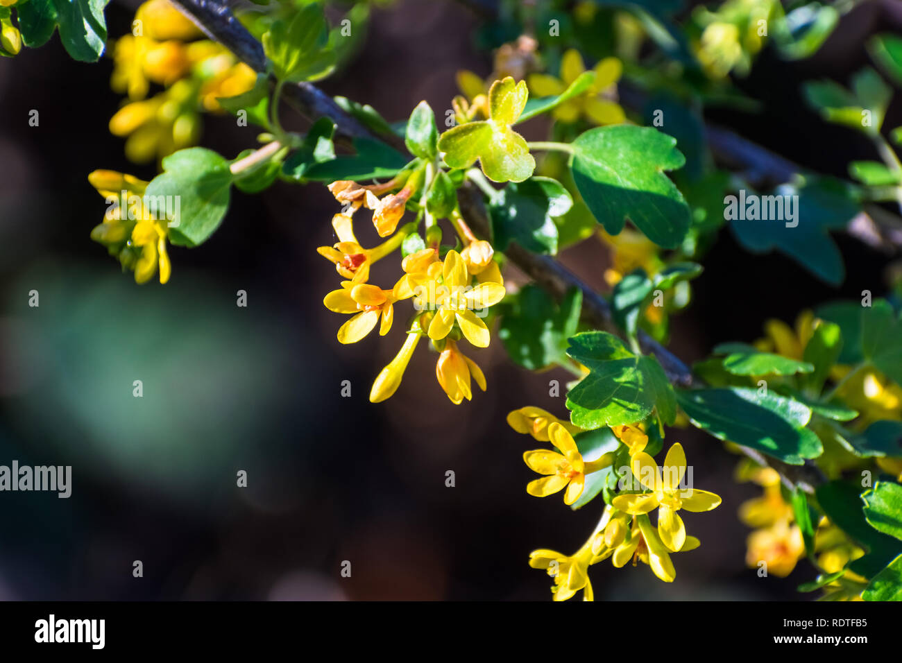 Golden currant (Ribes aureum) wildflowers, San Francisco bay area ...