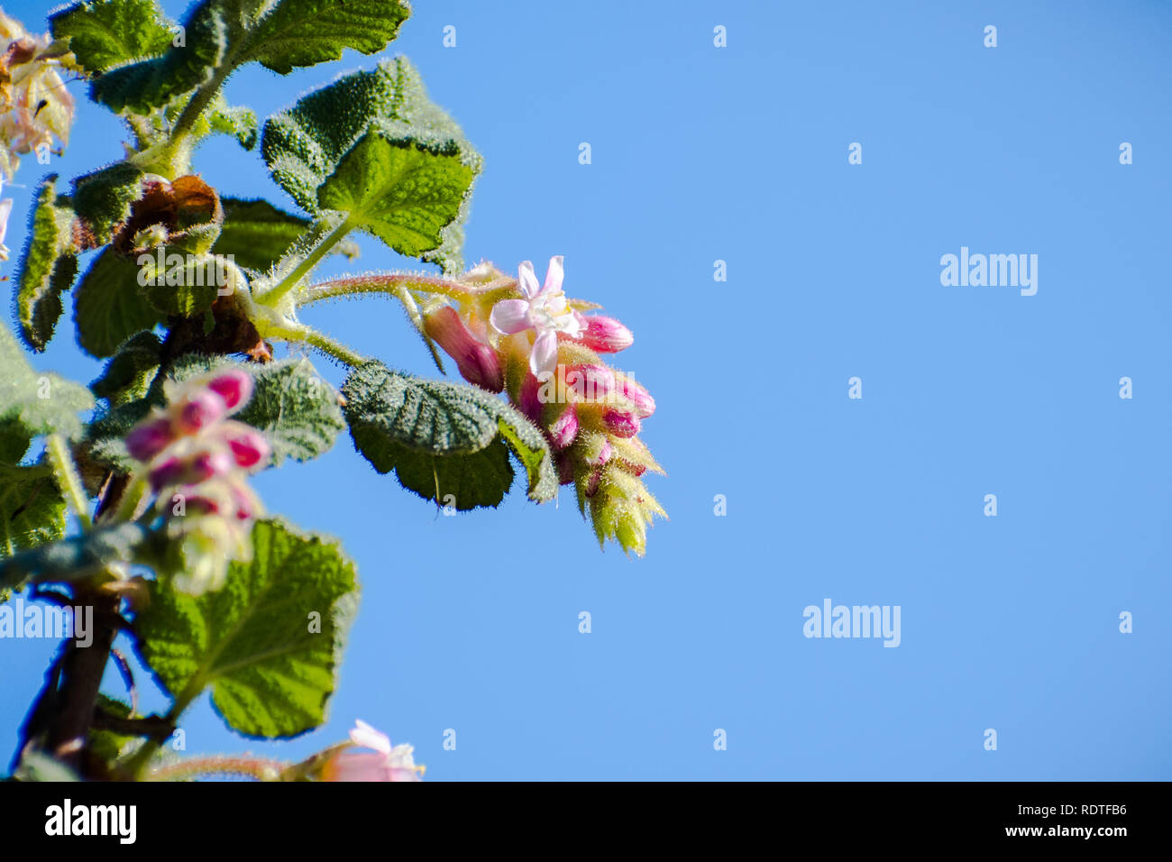 Ribes malvaceum (Chaparral Currant) flowers on a blue sky background ...