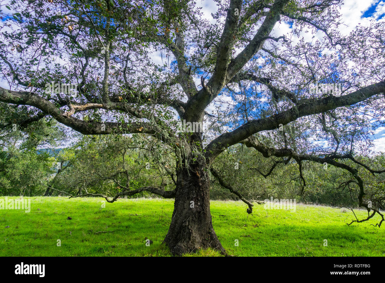 Large live oak tree (Quercus agrifolia) spreading its branches; lace ...