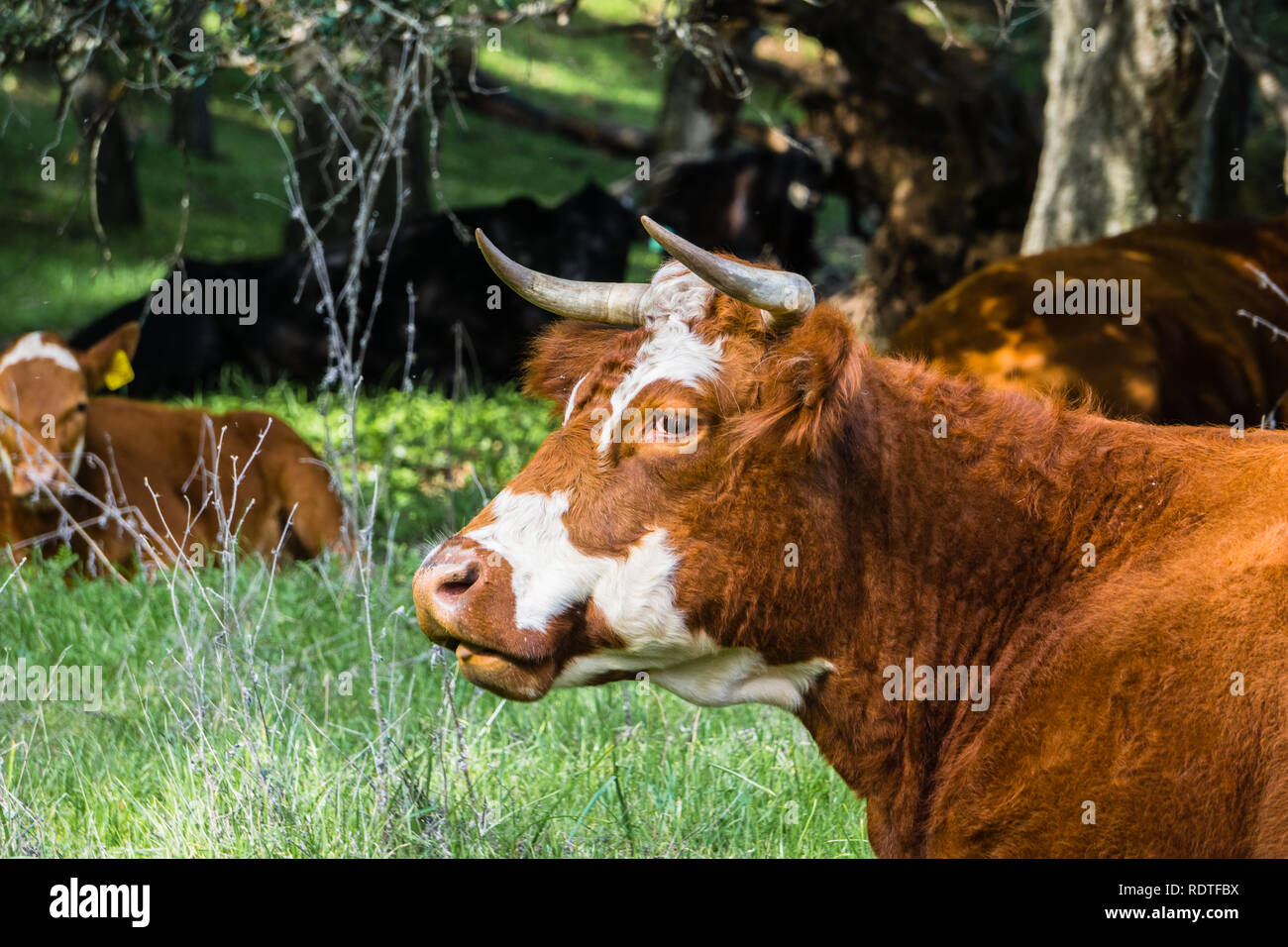 Danish red cattle hi-res stock photography and images - Alamy