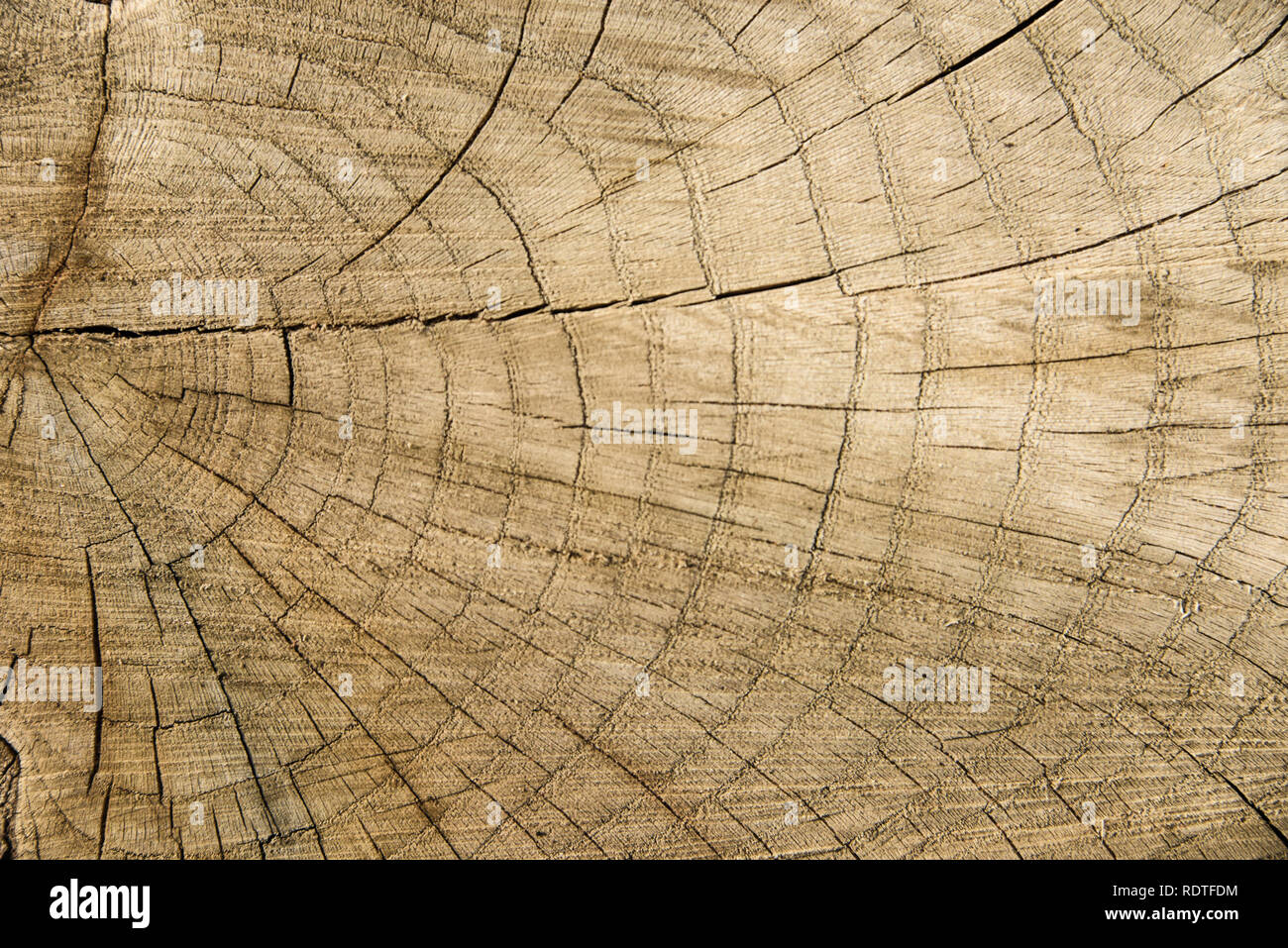 Saw cut wood with tree rings and wood grain Stock Photo - Alamy