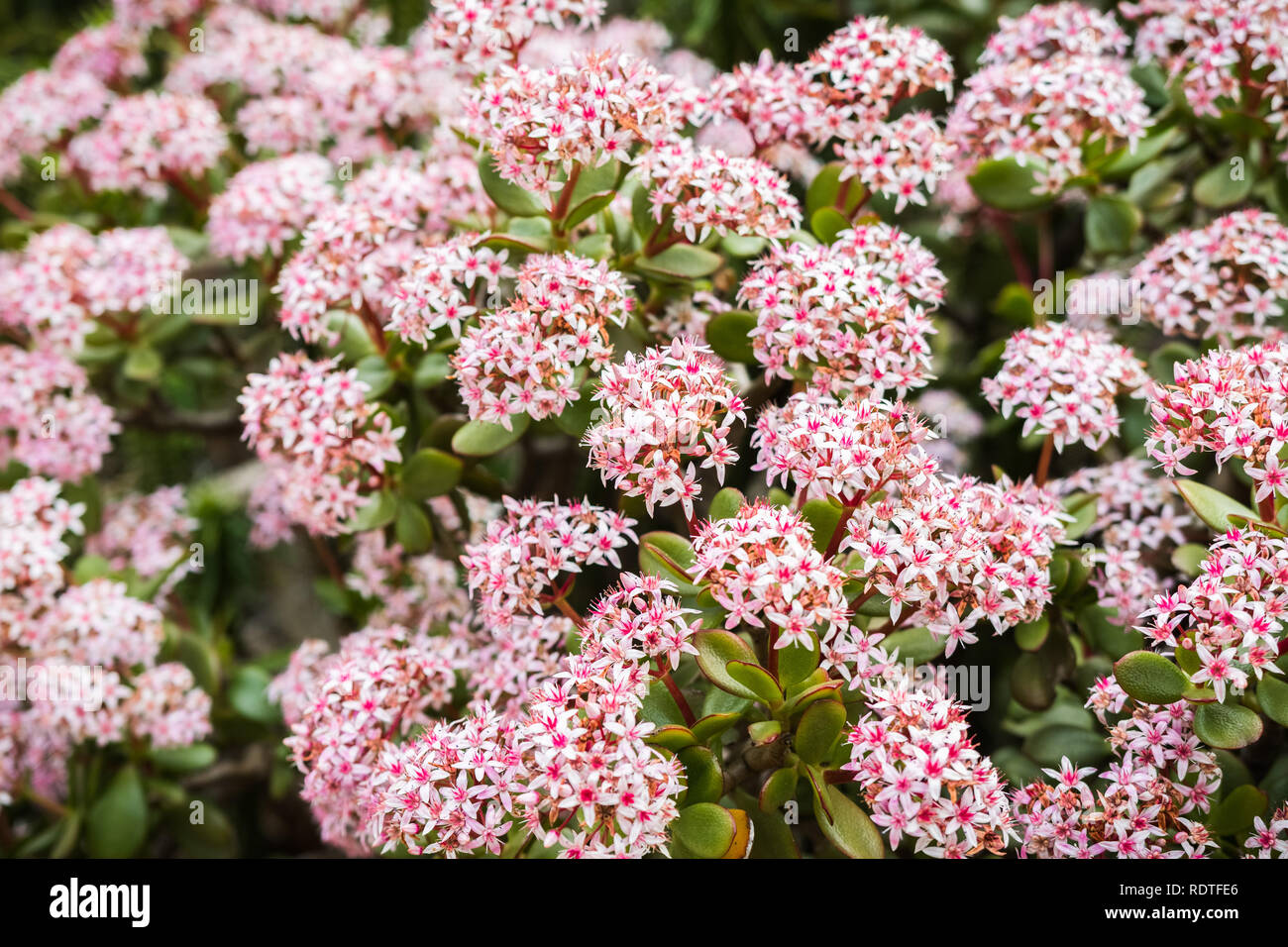 Friendship tree hi-res stock photography and images - Alamy
