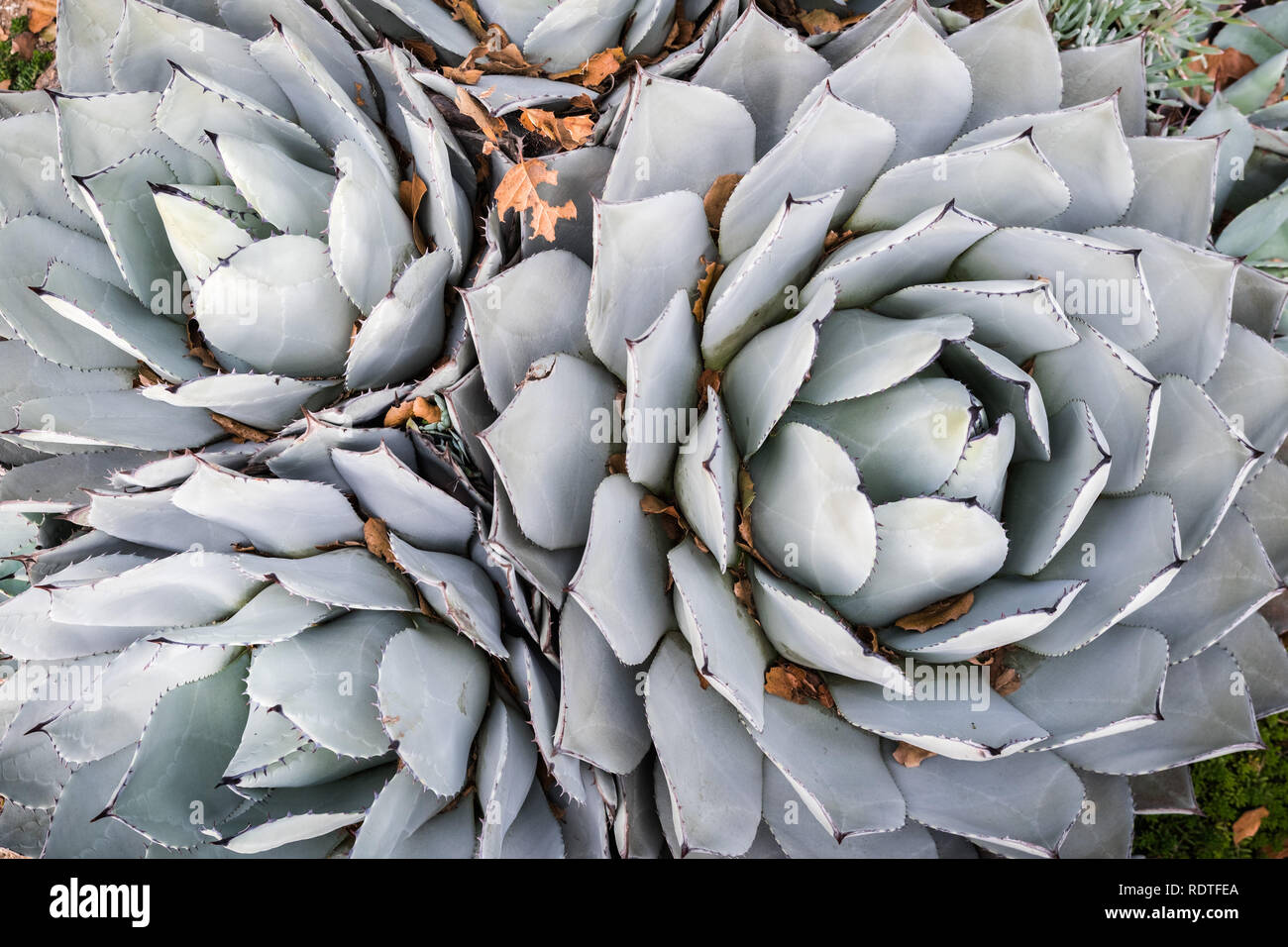Agave palmeri hi-res stock photography and images - Alamy