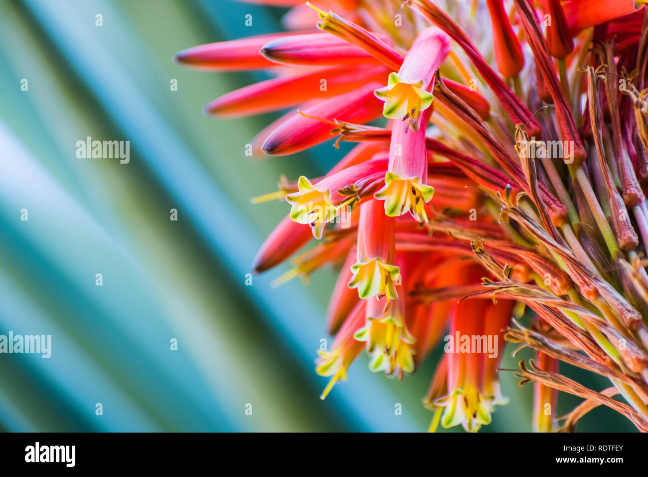 Close up of aloe flower, San Francisco bay area, California Stock Photo ...
