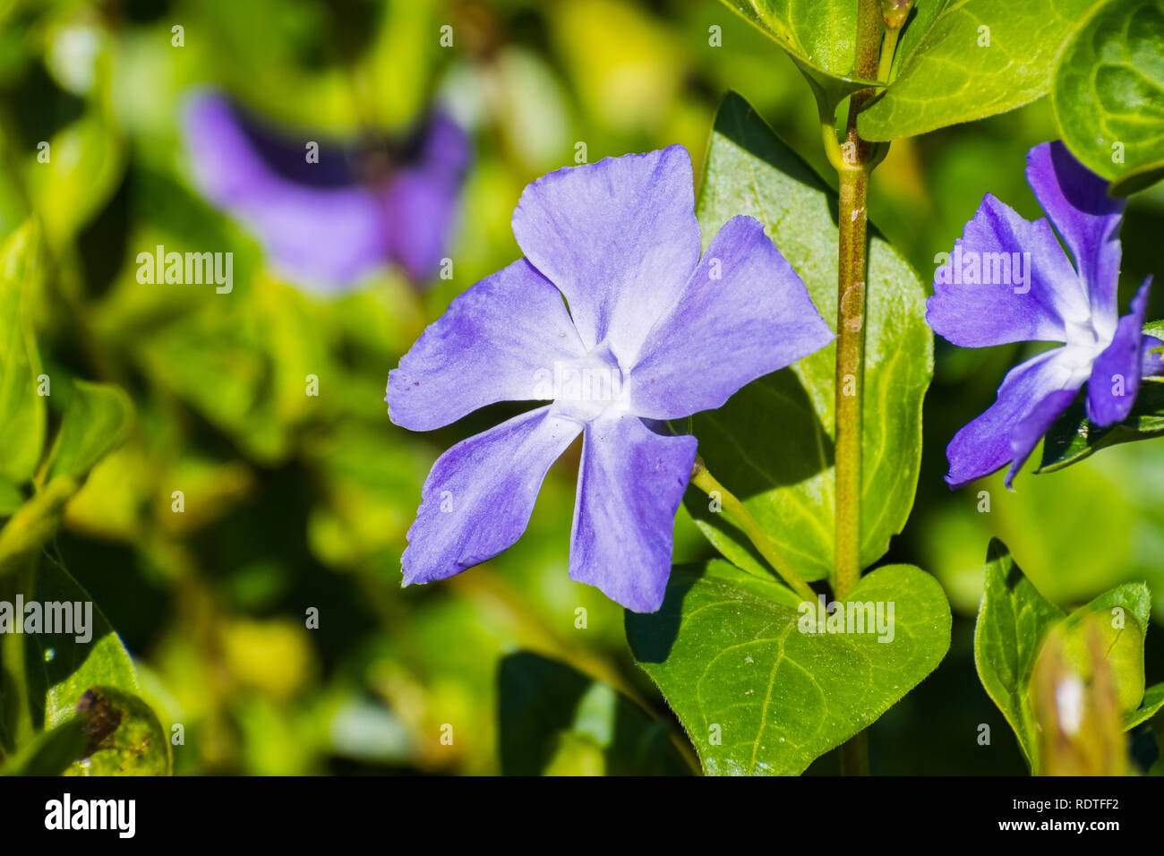 Periwinkle blue flowers (Vinca major) blooming in spring; ground ...