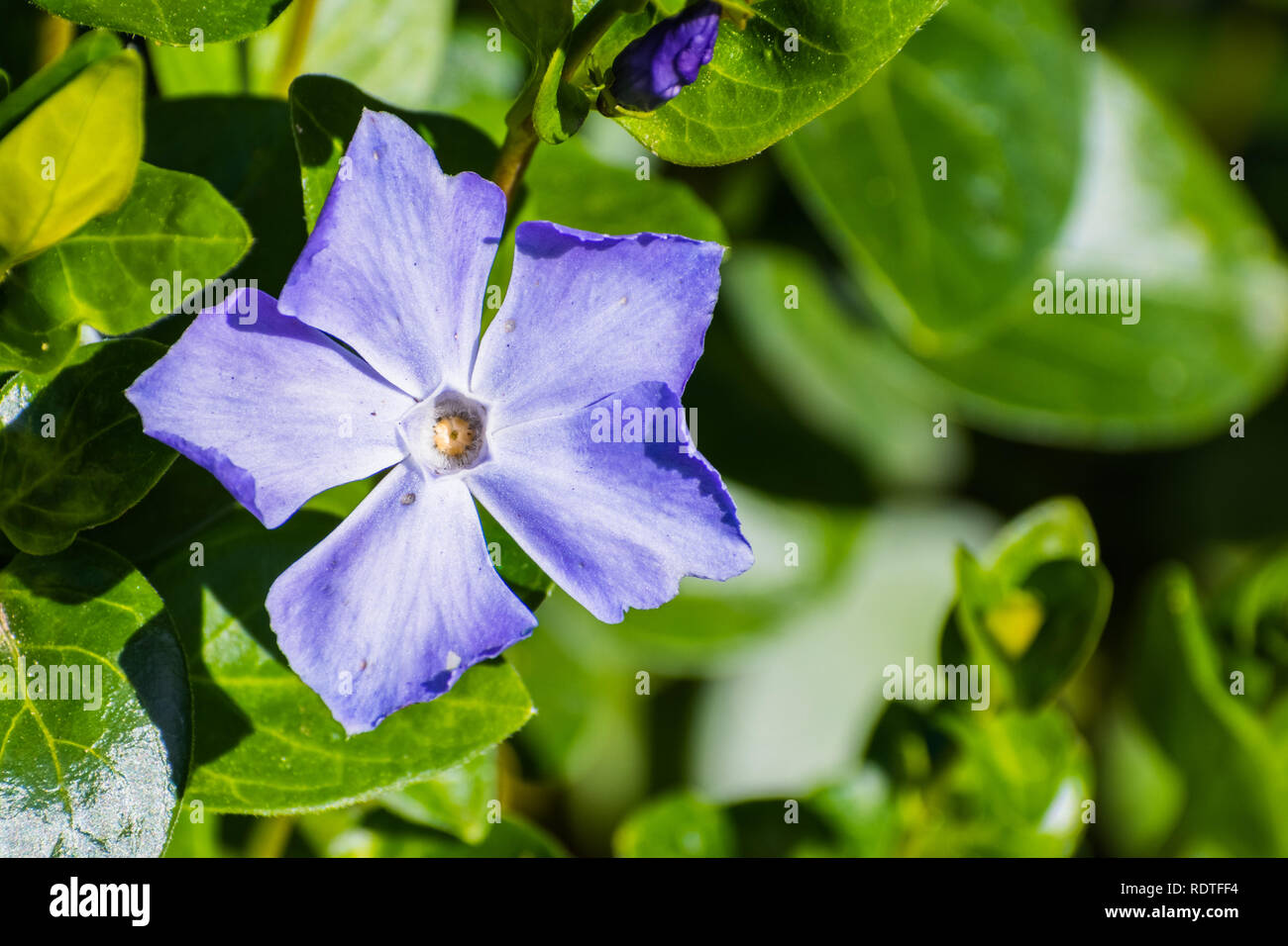 Periwinkle blue flowers (Vinca major) blooming in spring; ground ...