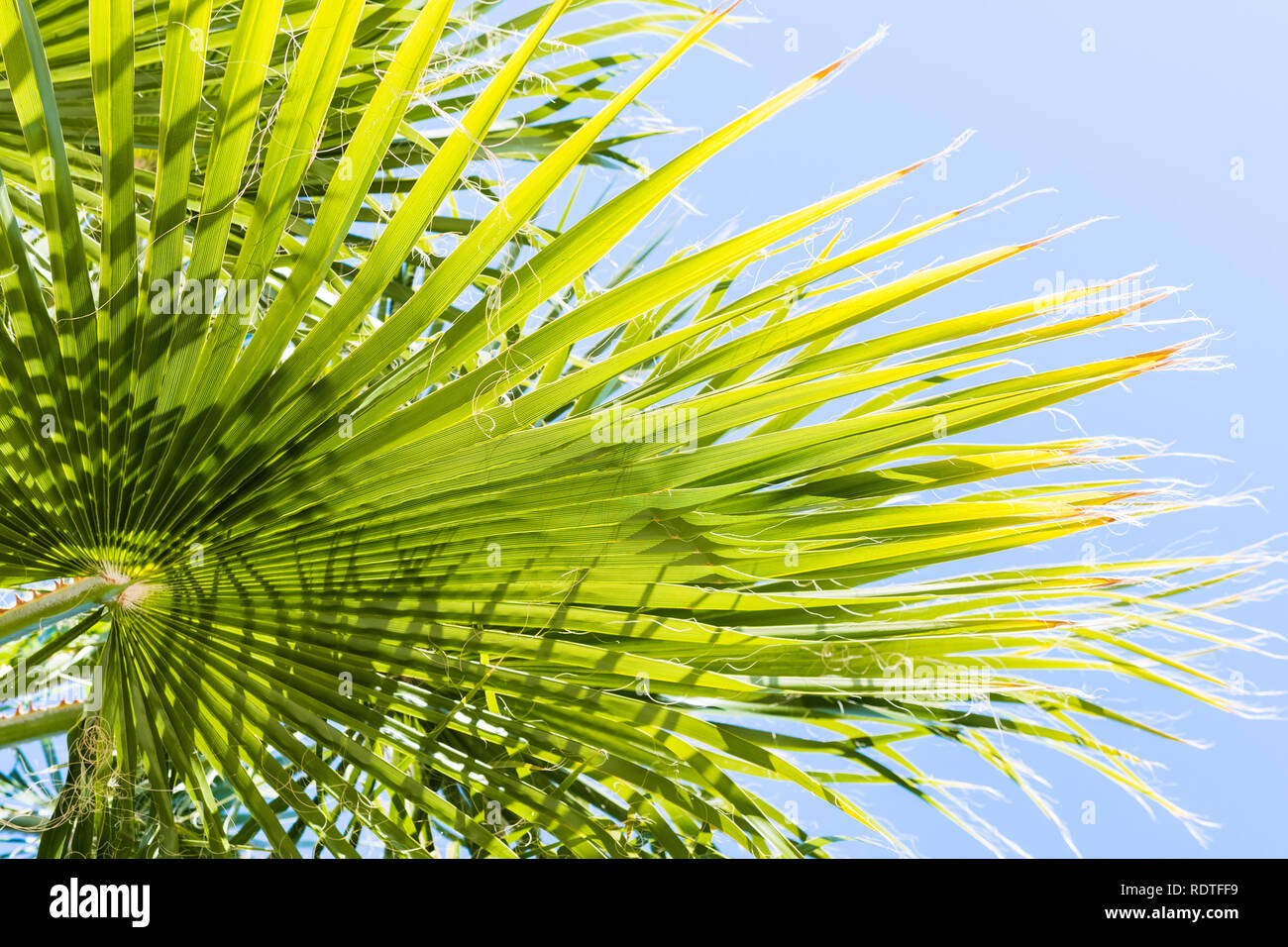 Fan palm leaves hi-res stock photography and images - Alamy