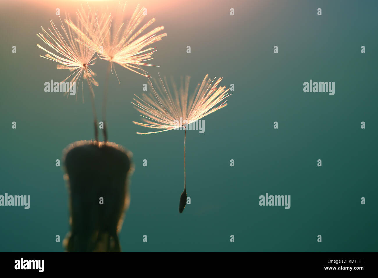 Delicate dandelion seeds Stock Photo - Alamy