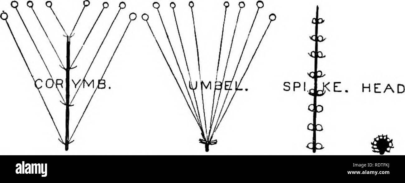 Indian axis Black and White Stock Photos & Images - Alamy