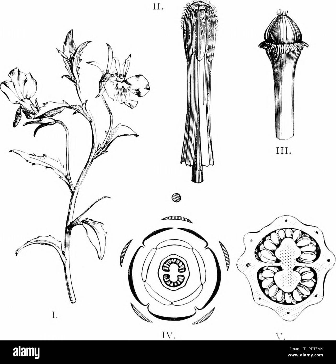 Capsule of united carpels hi-res stock photography and images - Alamy