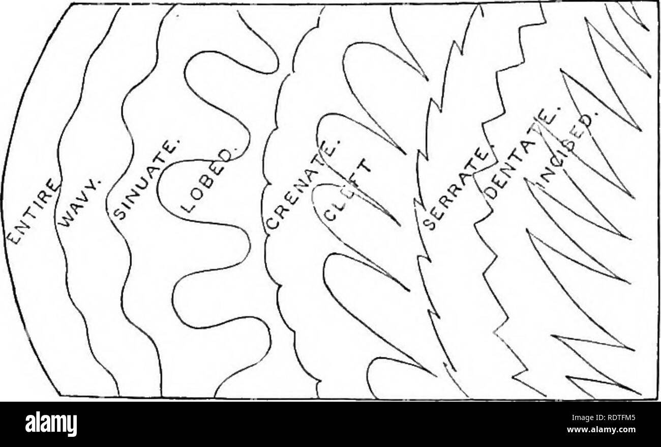 . The essentials of botany. Botany. GROSS AN'ATOMF OF FLOWEIUNO PLANTS ...