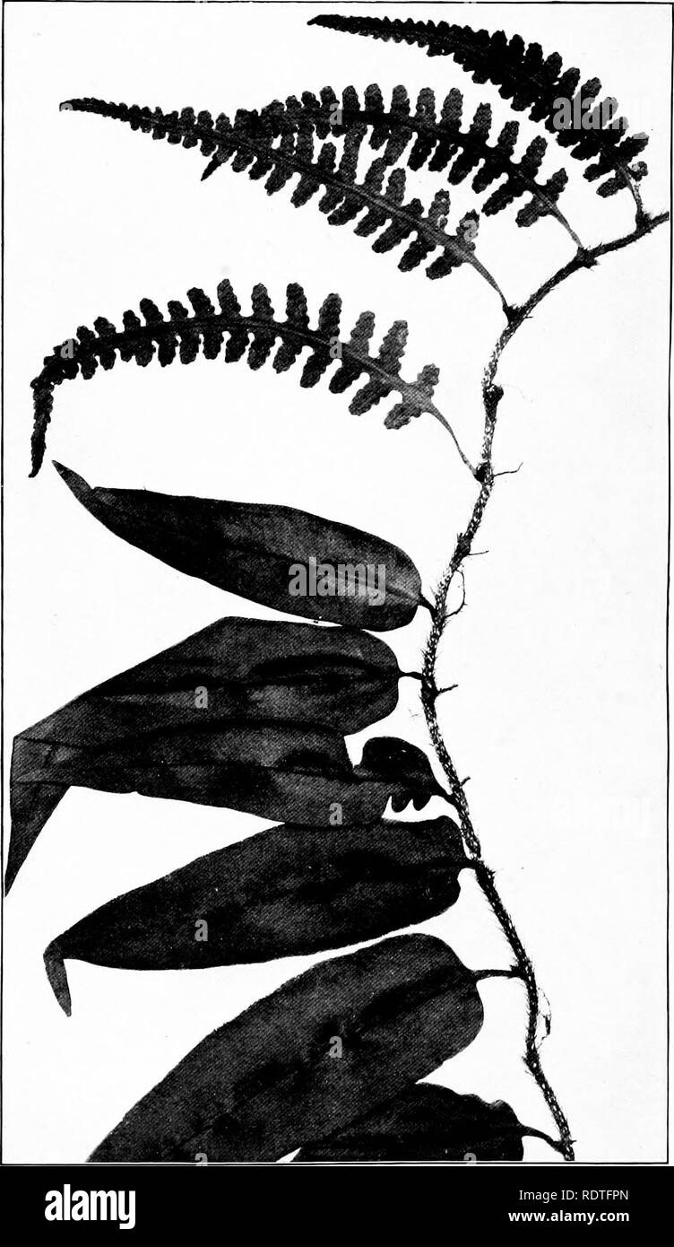 Humata heterophylla Black and White Stock Photos & Images - Alamy