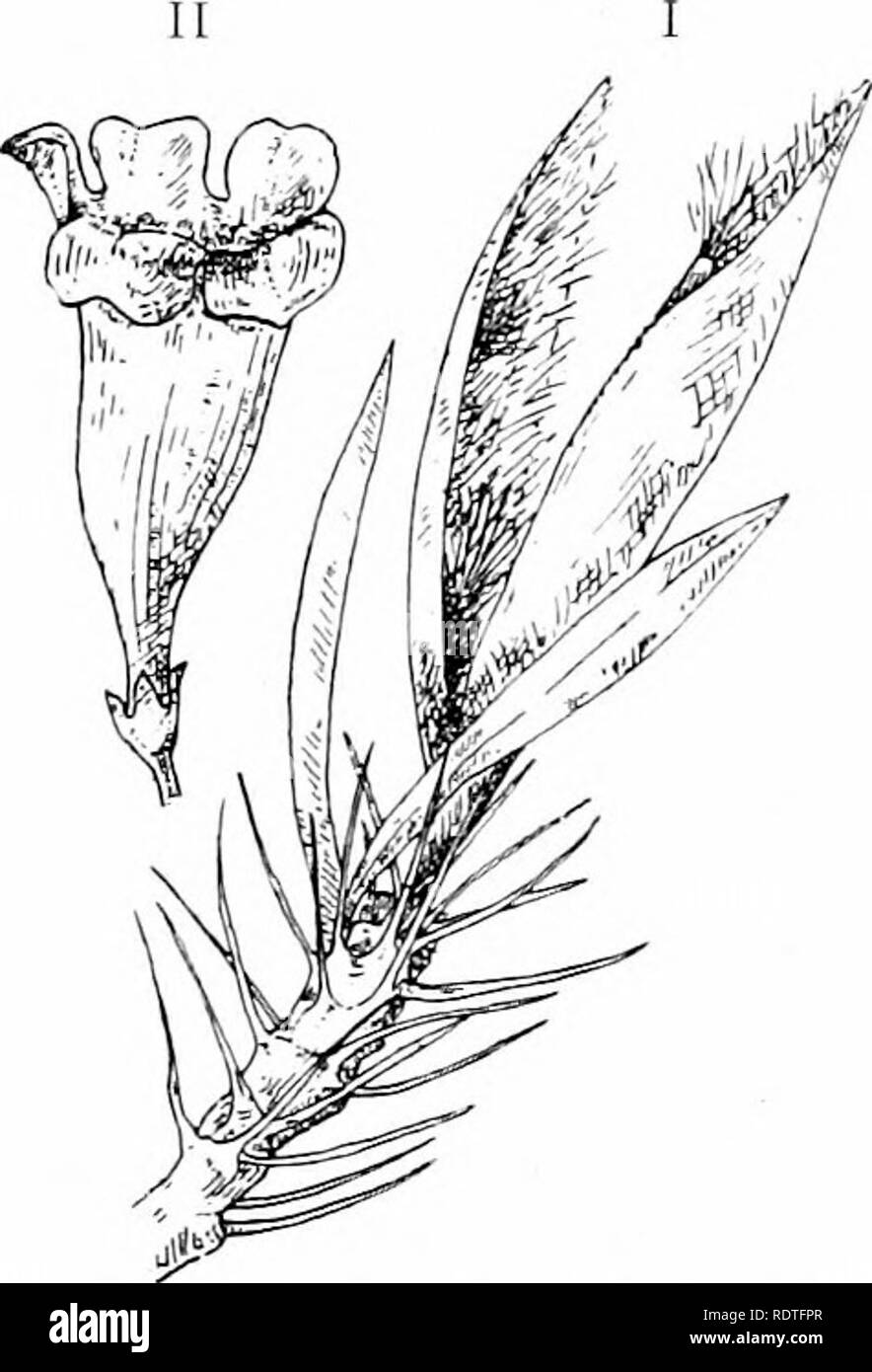 Stipular spines hi-res stock photography and images - Alamy