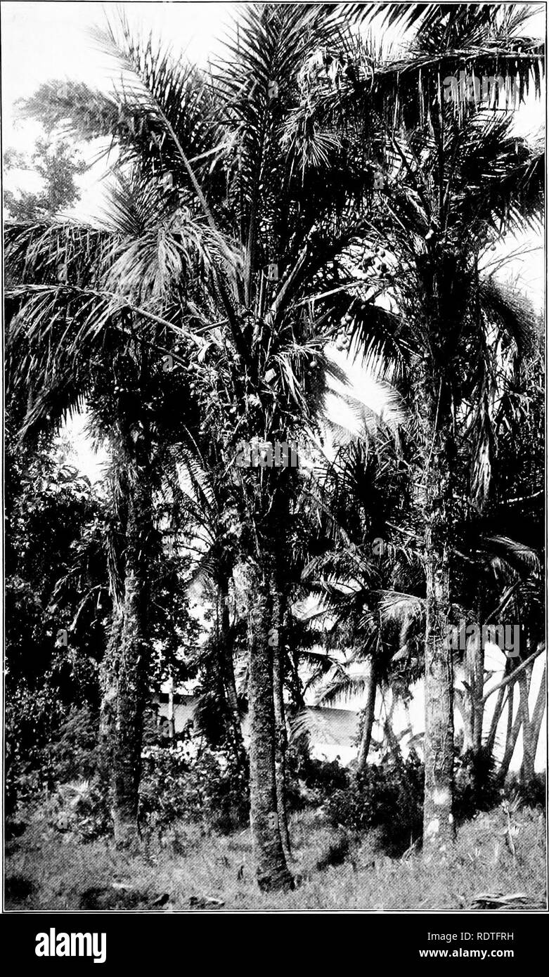 Ivory nut palm hi-res stock photography and images - Alamy