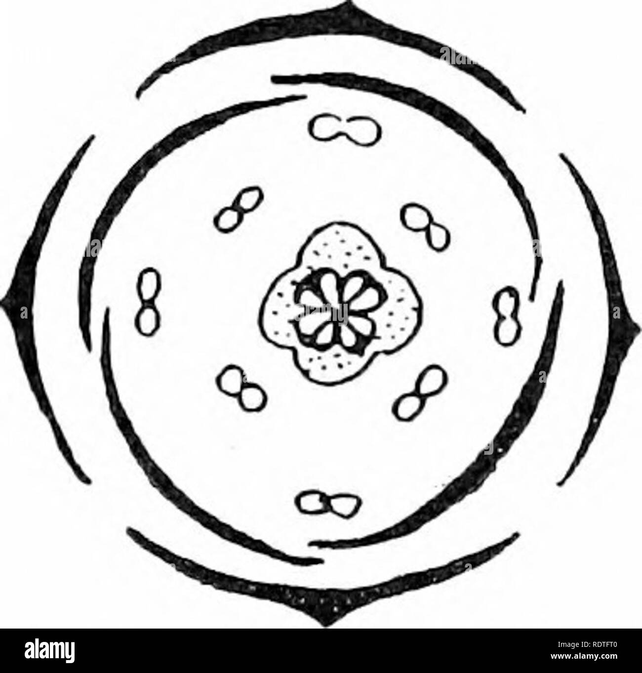 Floating seeds Black and White Stock Photos & Images - Alamy