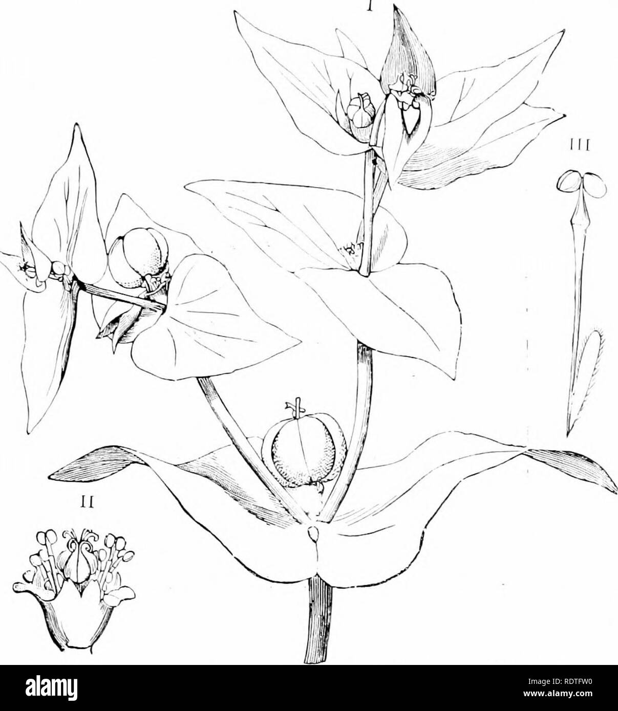 Magnified cactus Black and White Stock Photos & Images - Alamy