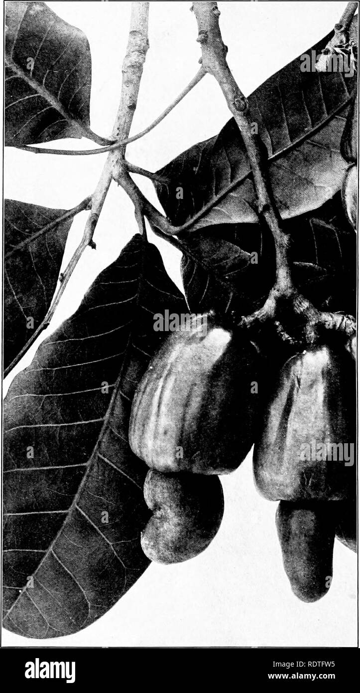 . The useful plants of the island of Guam; with an introductory account ...