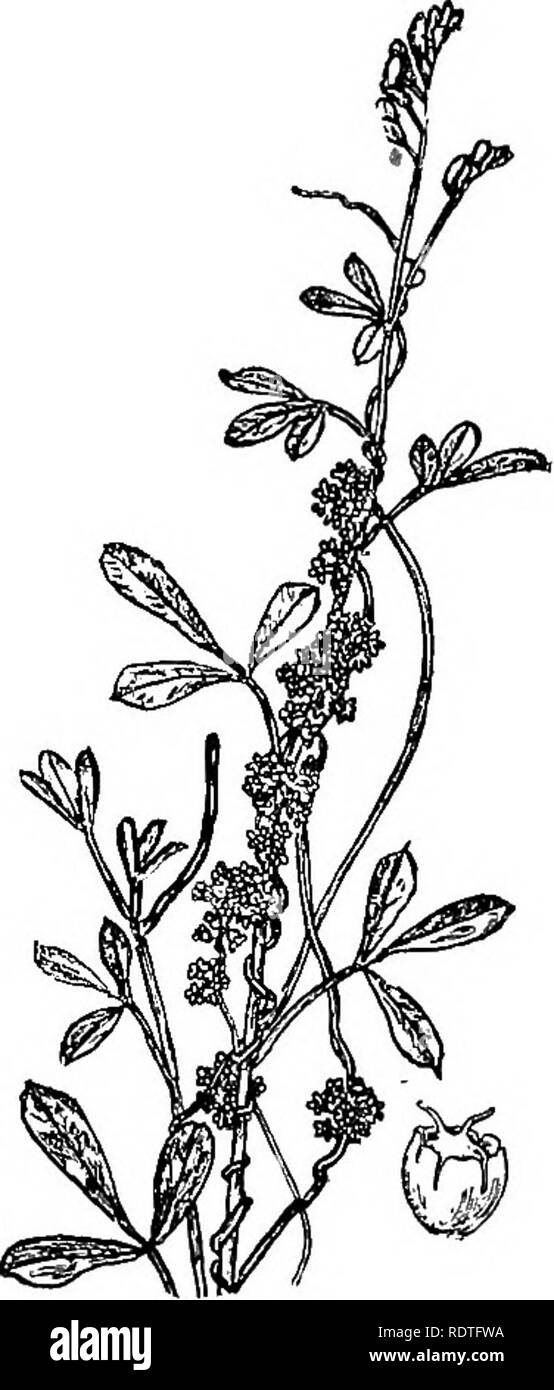 Alfalfa dodder hi-res stock photography and images - Alamy