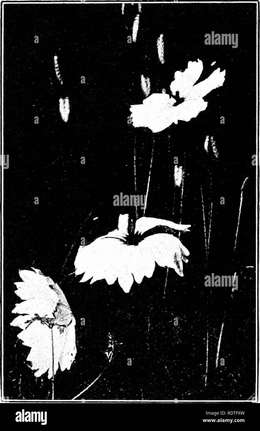 Connate stamens Black and White Stock Photos & Images - Alamy