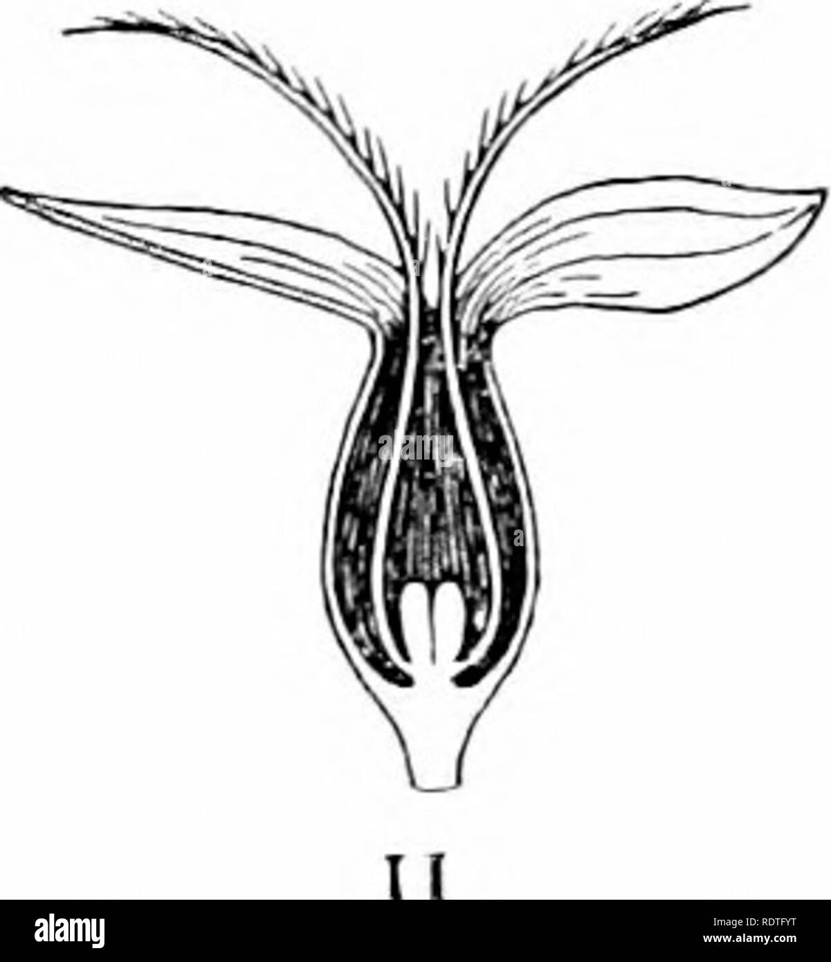 Hooked achenes Black and White Stock Photos & Images - Alamy