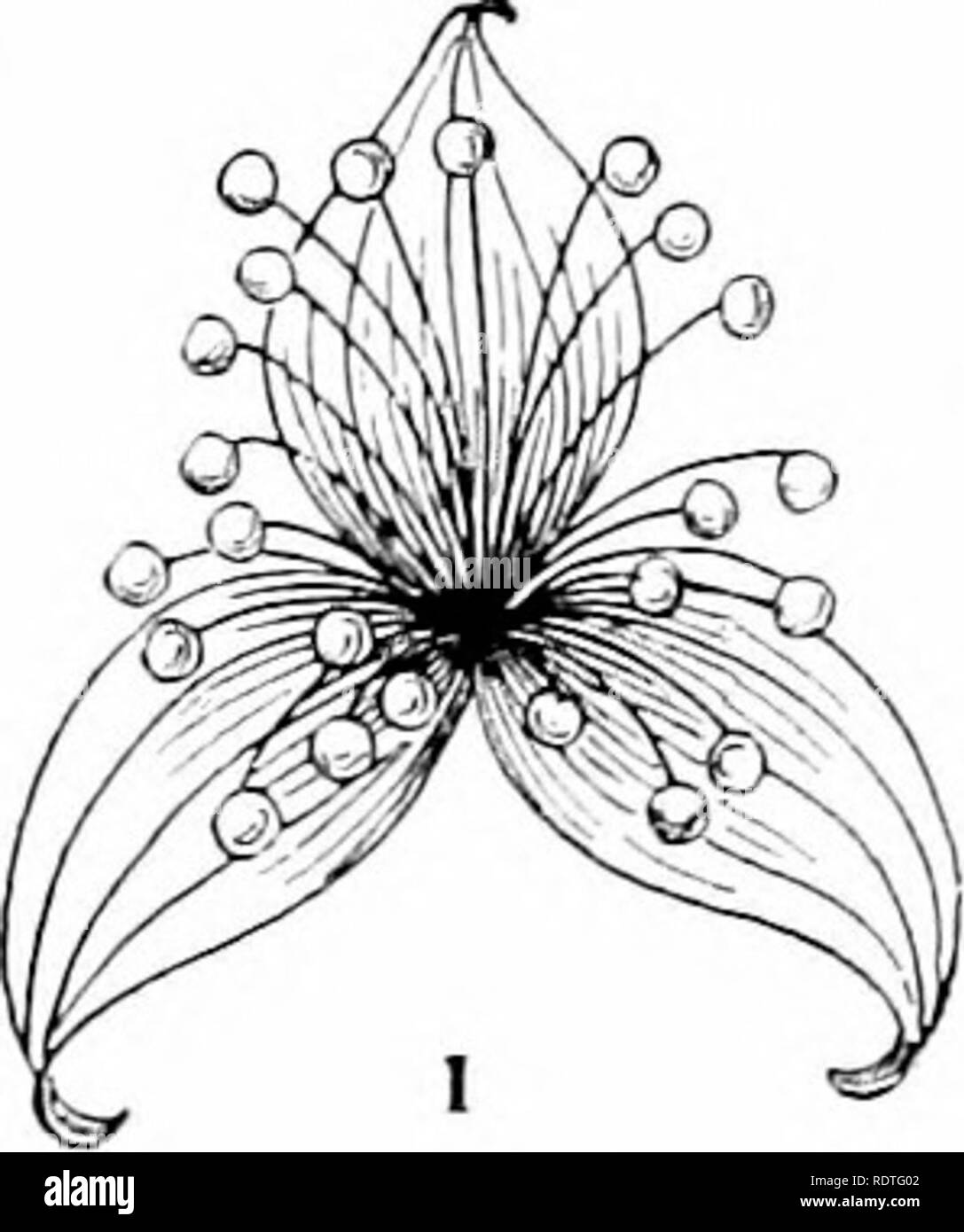 . Plants and their ways in South Africa. Botany; Botany. Classification ...