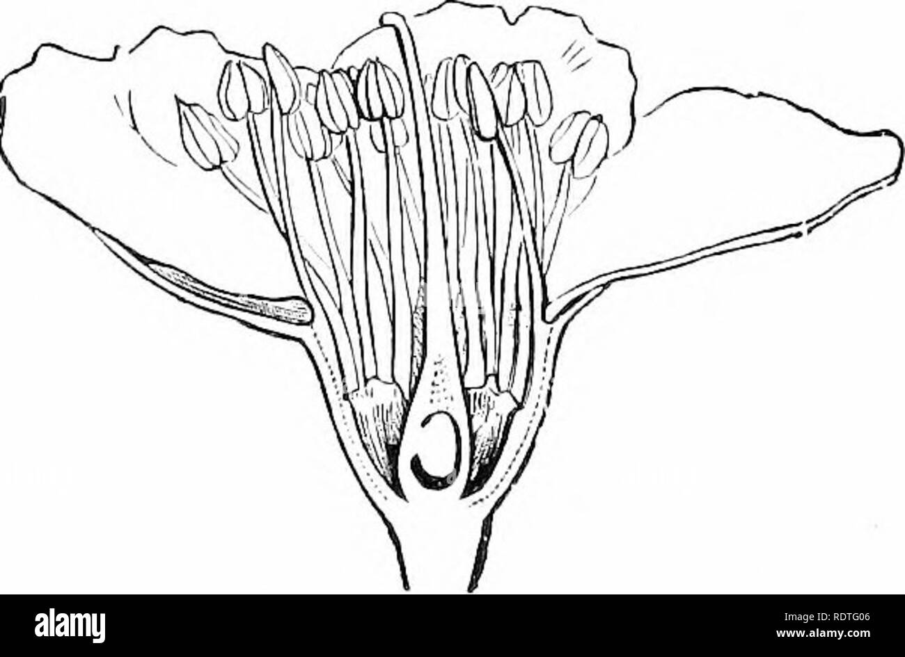 Choripetalous hi-res stock photography and images - Alamy