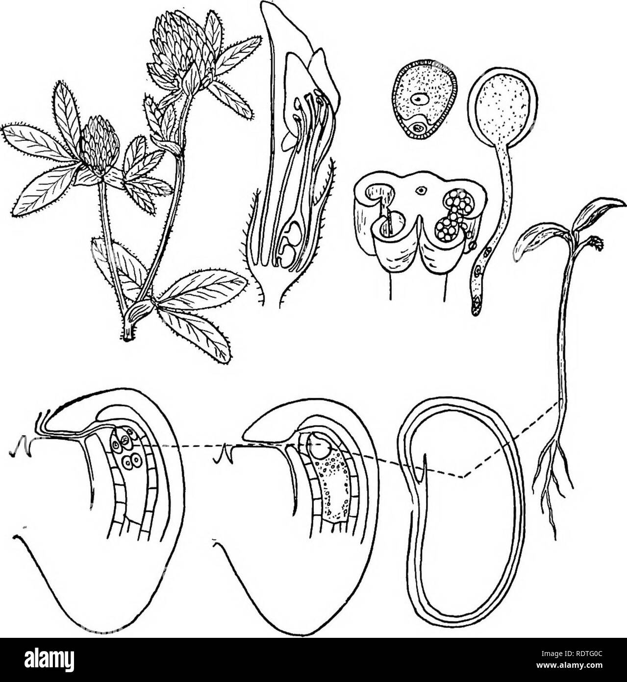 Gymnosperms And Angiosperms Life Cycle