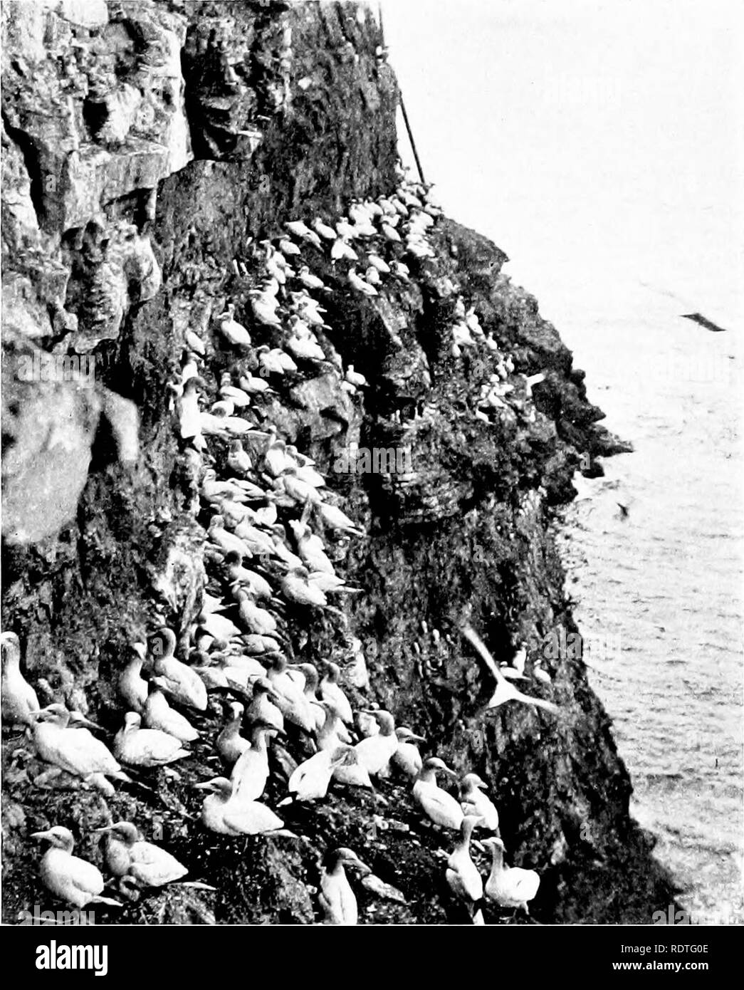 Birds presence in nature Black and White Stock Photos & Images - Alamy