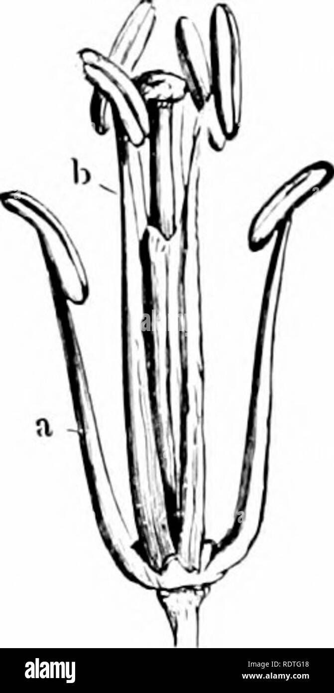 Toi toi plants Cut Out Stock Images & Pictures - Alamy