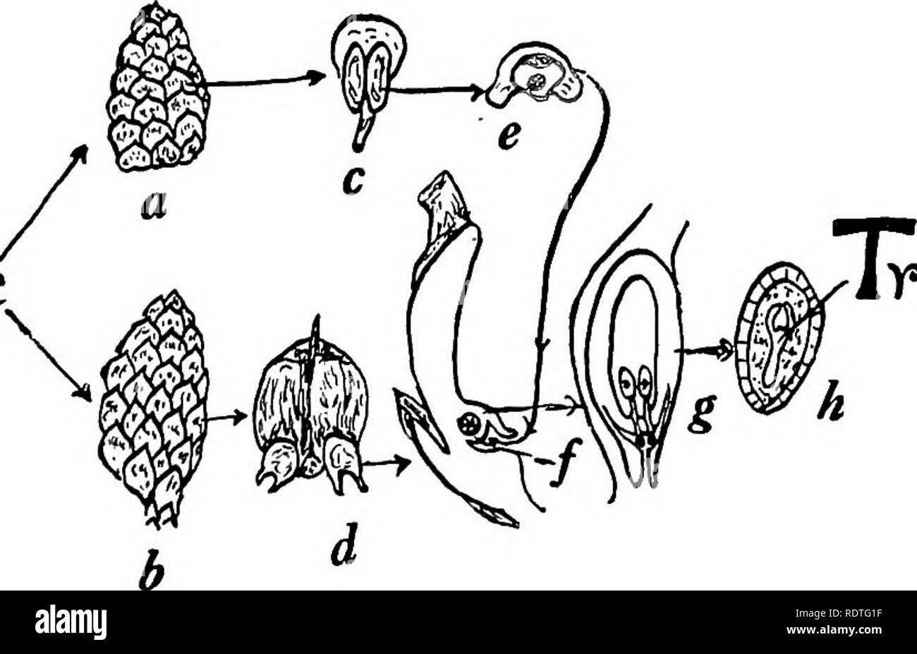 Sperms cells hi-res stock photography and images - Alamy
