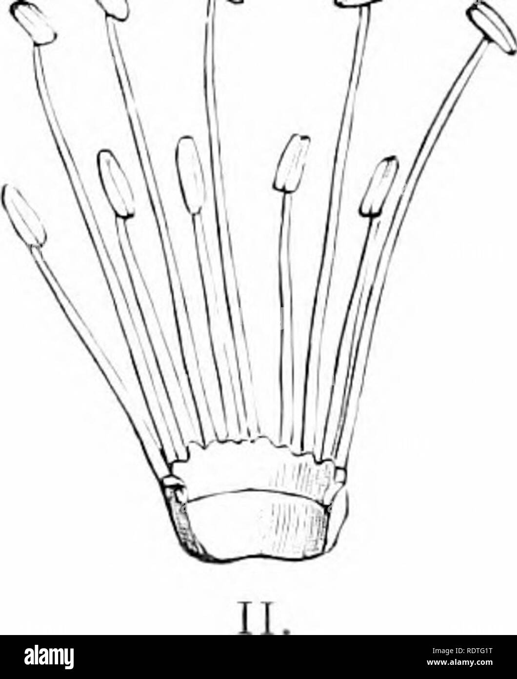 Limb node hi-res stock photography and images - Alamy