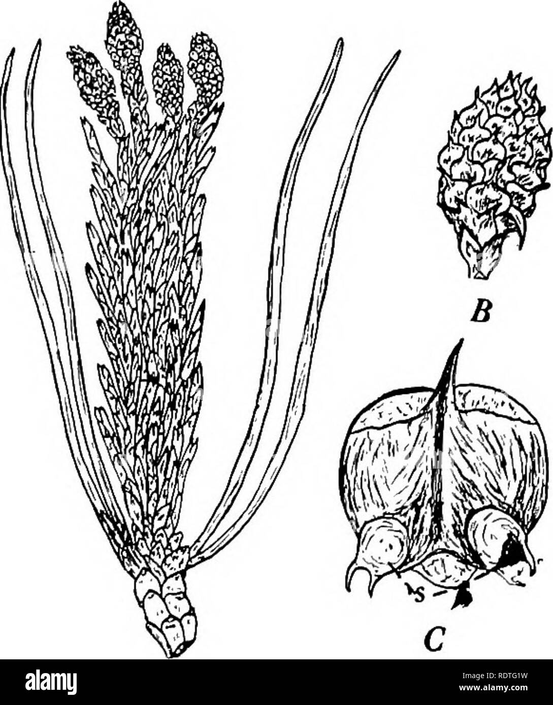 Bract scales hi-res stock photography and images - Alamy
